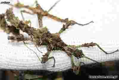 straszyk Trachyaretaon sp. North-Luzon OKAZJA